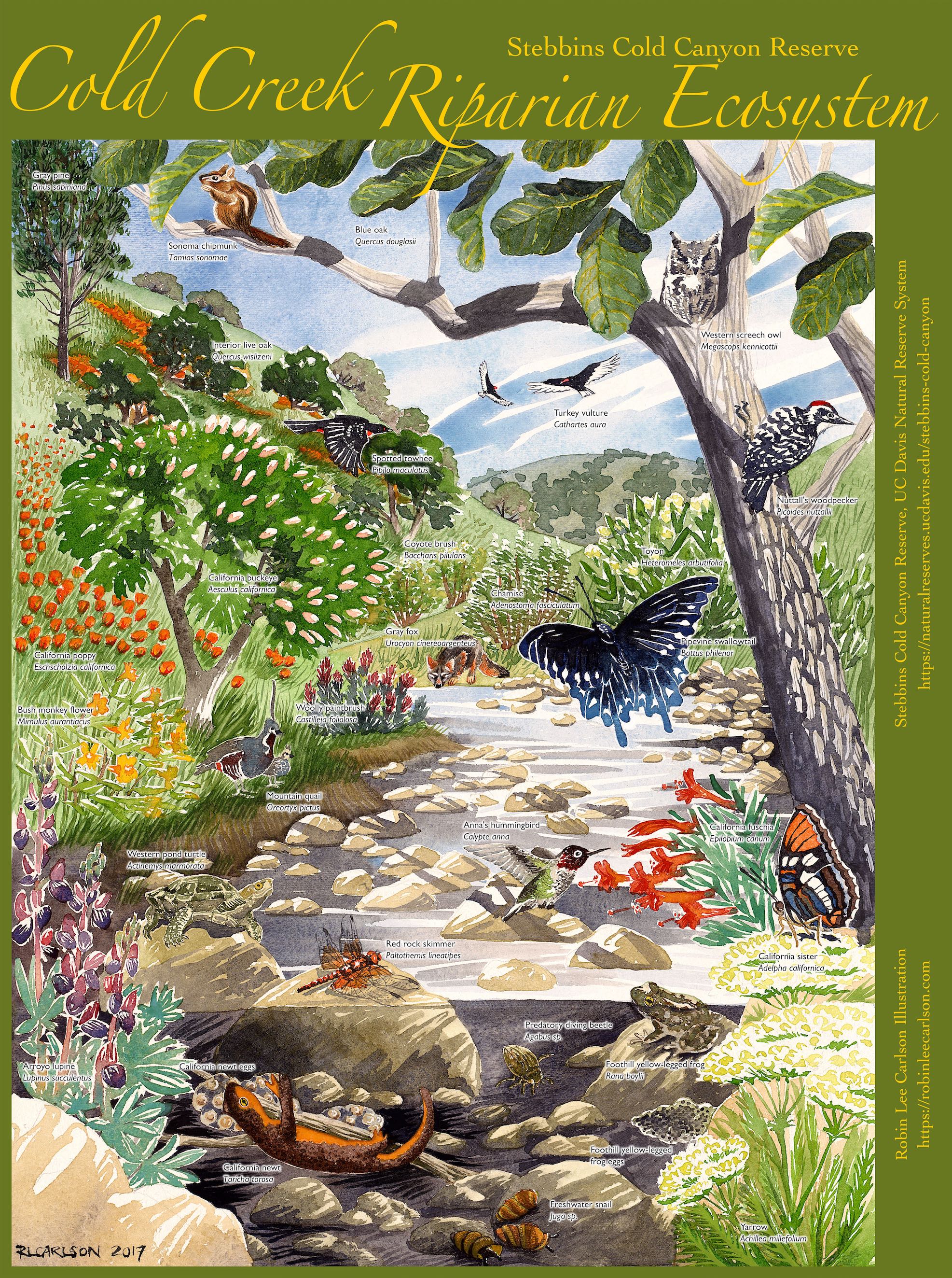 Stebbins Cold Canyon Ecosystem Poster – Robin Lee Carlson