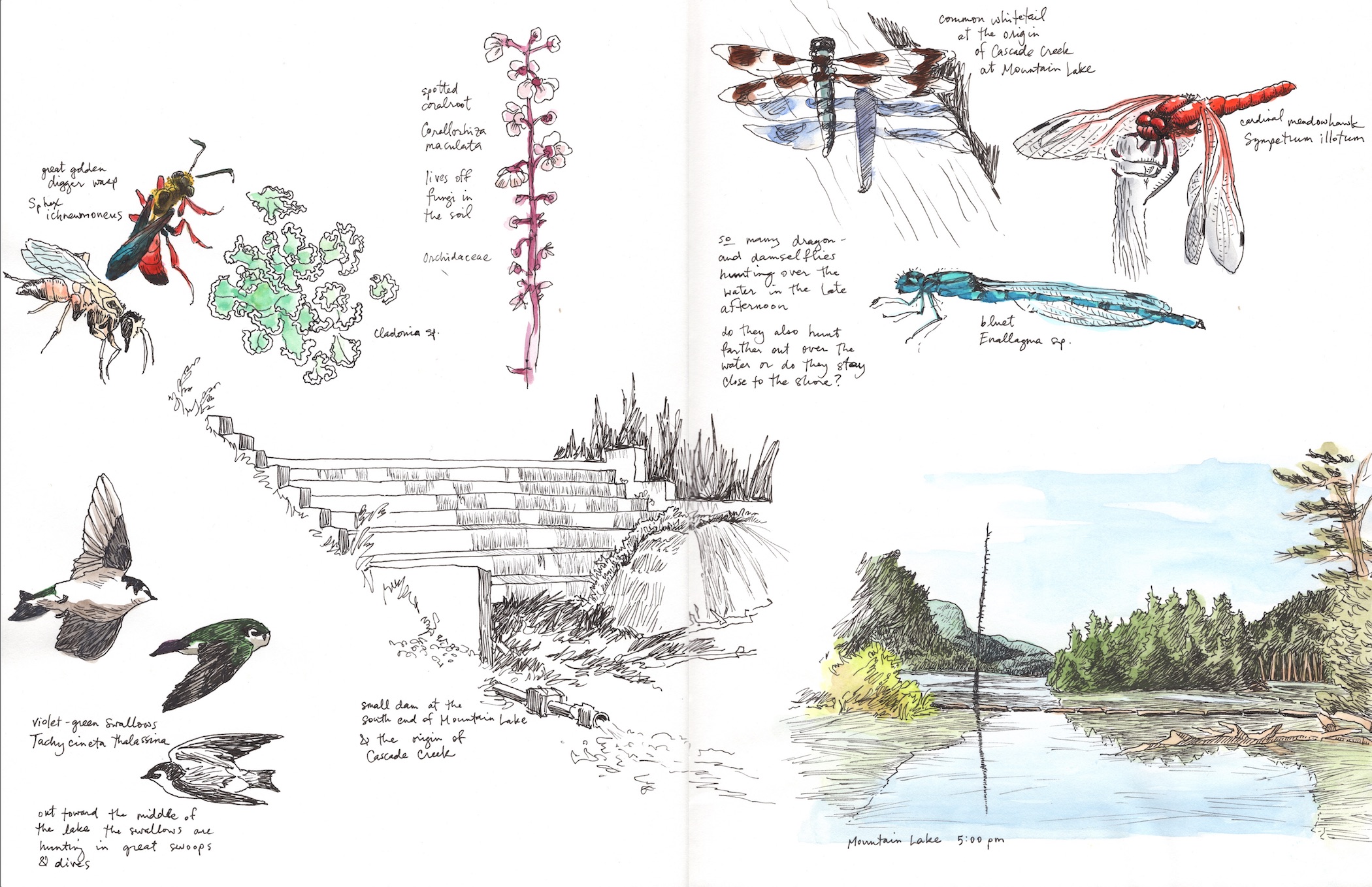 cascadecrsketchbook-spread-4-slides – Robin Lee Carlson