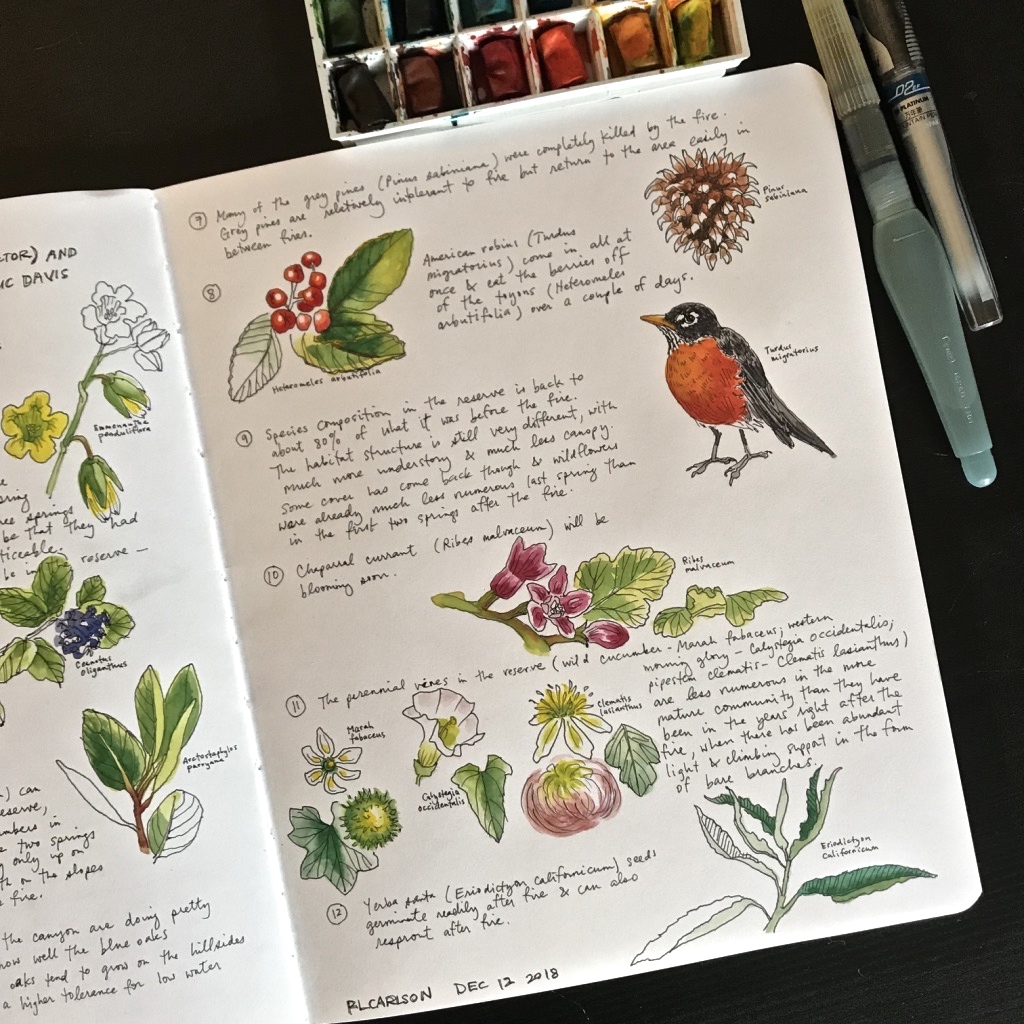 Three Years after the Wragg Fire at Stebbins Cold Canyon – Robin Lee ...