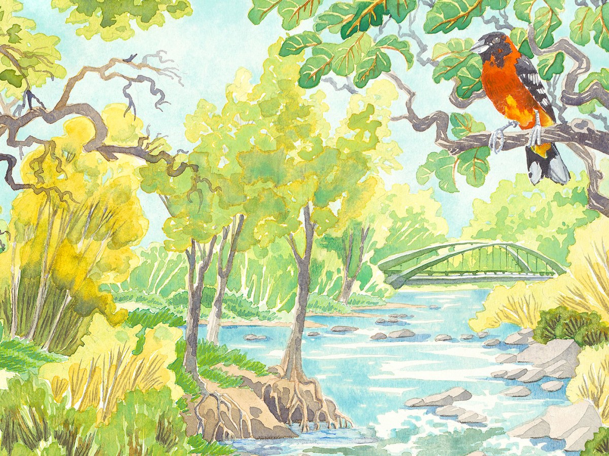 Elements of Healthy Stream and Riparian Habitats – Robin Lee Carlson