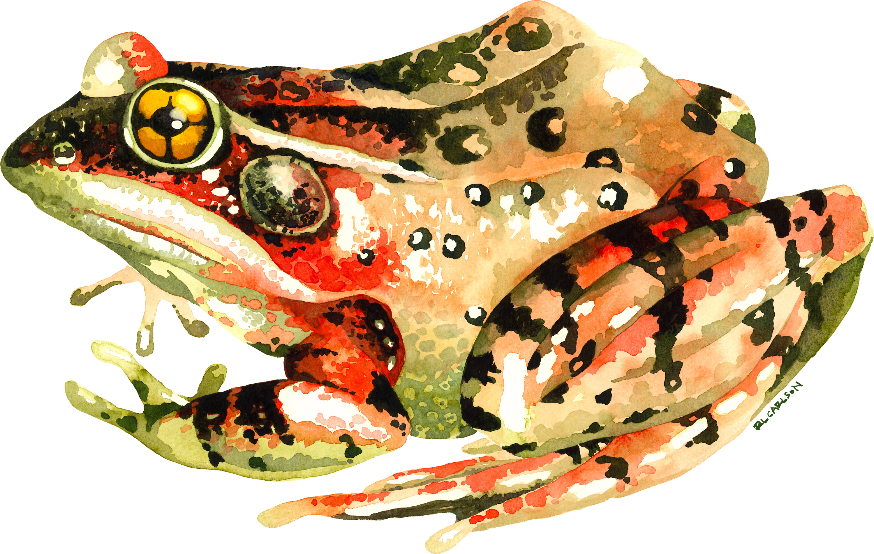 CARedLeggedFrog – Robin Lee Carlson