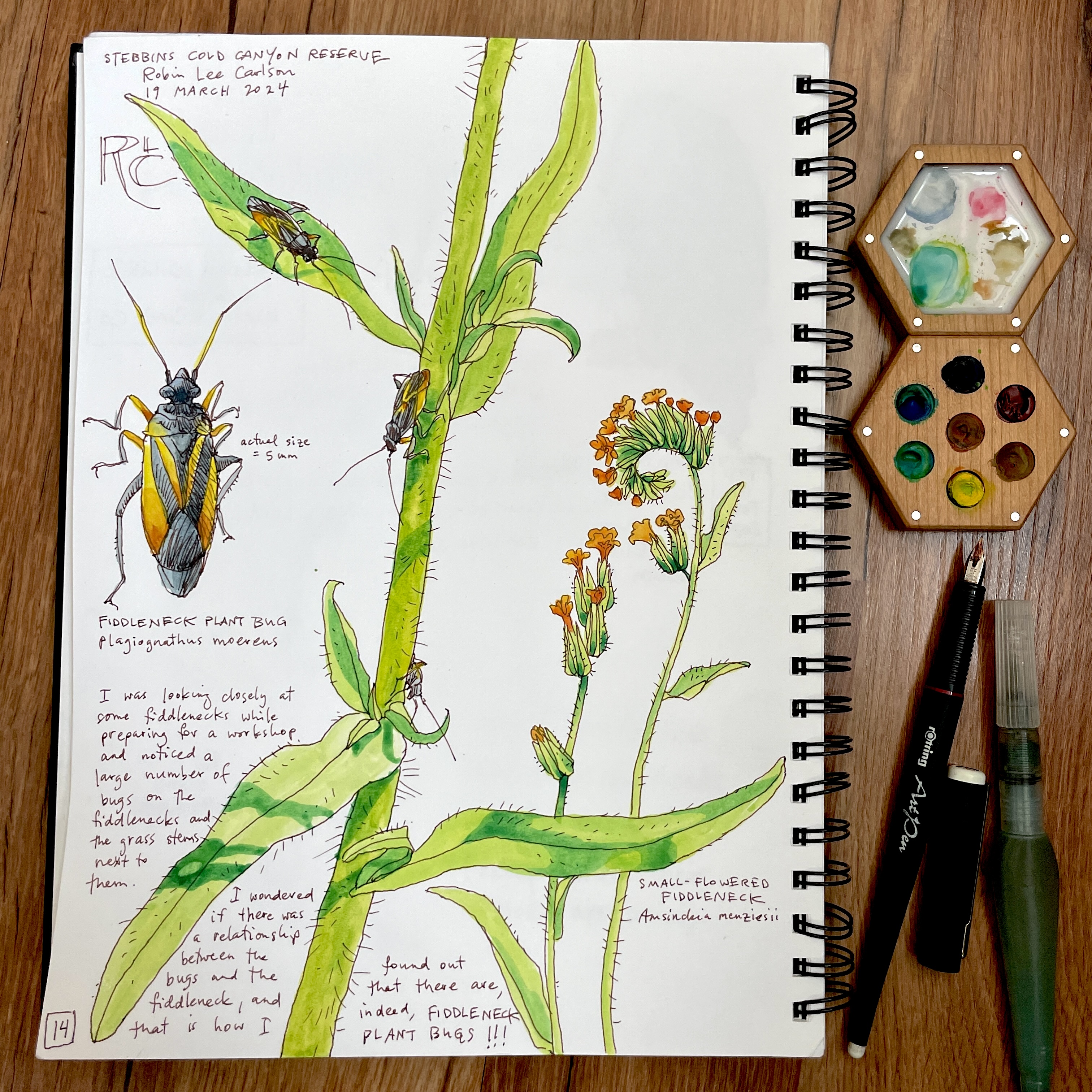 Fiddleneck Bugs and Chaparral Crickets – Robin Lee Carlson
