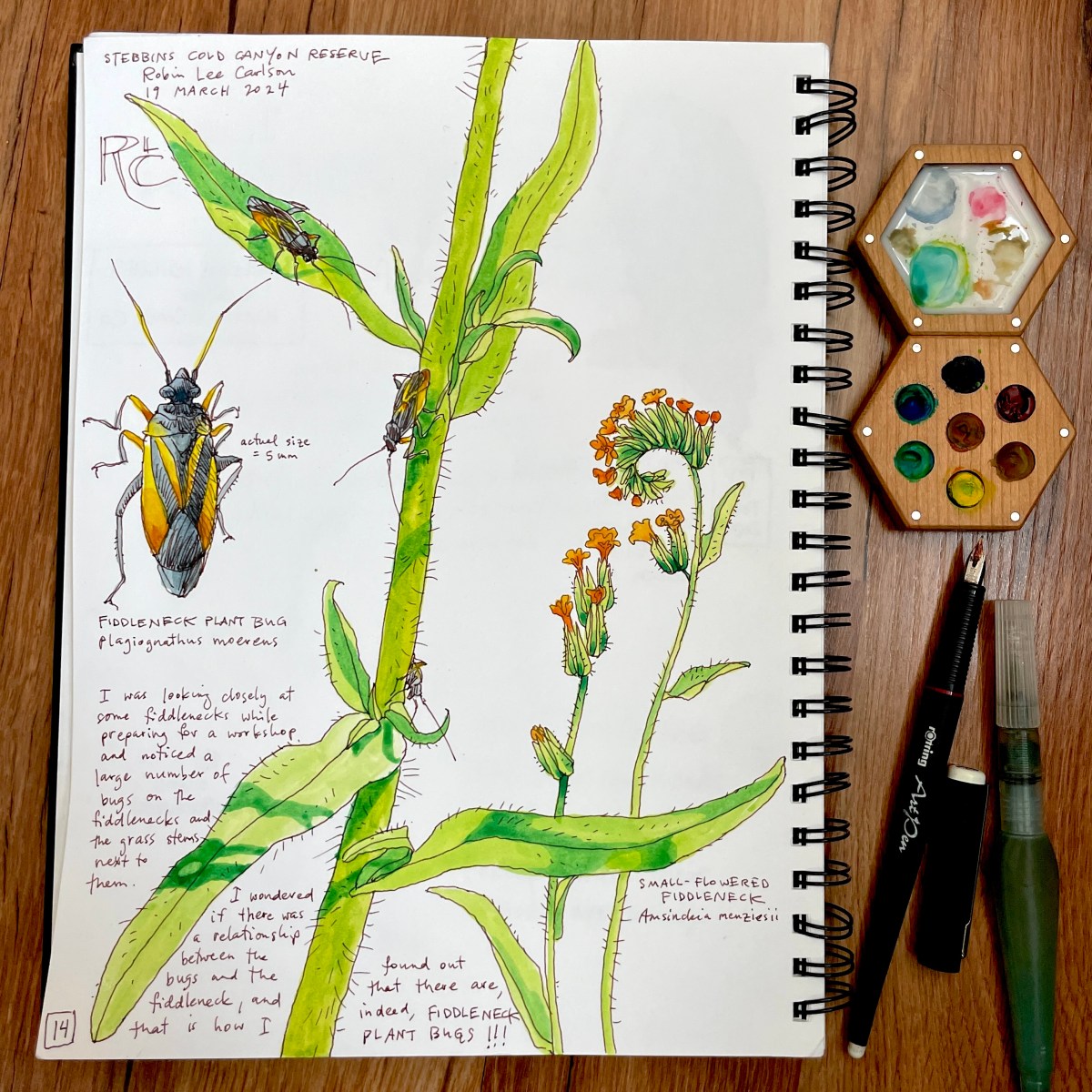 Fiddleneck Bugs and Chaparral Crickets – Robin Lee Carlson